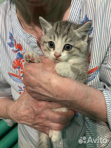 Котенок с доставкой