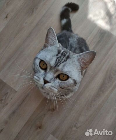 Шотландский кот 1год