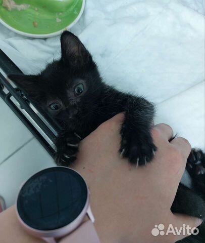 Черный котенок девочка в добрые руки