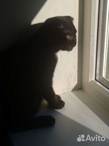 Шотландская вислоухая (кот)