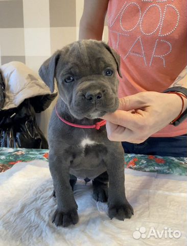 Кане Корсо - серая малышка