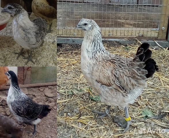 Куры несущие цветное яйцо