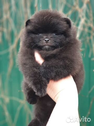 Померанский шпиц мальчик