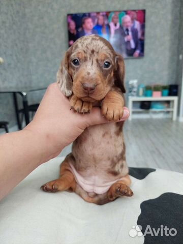 Такса mini девочка