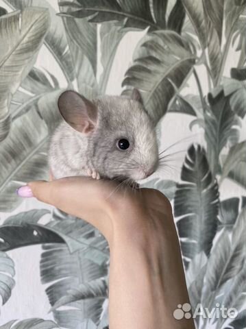 Шиншилла самка (девочка)