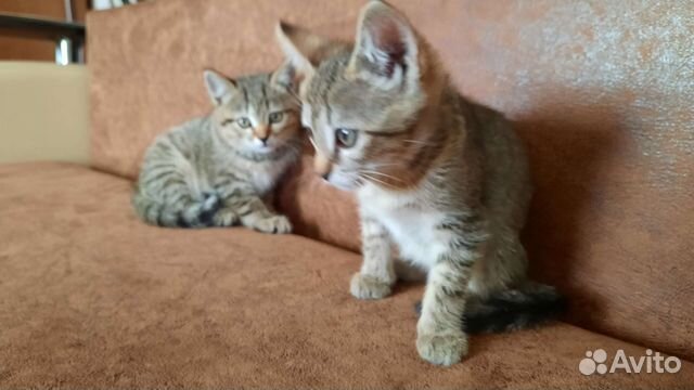 Котята в дар в добрые руки