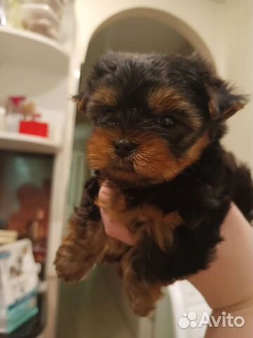 Йоркширский терьер щенки девочки mini