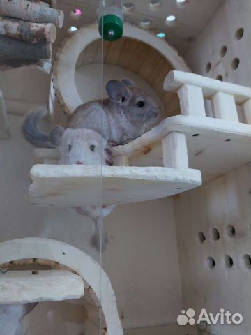 Шиншилла малыши