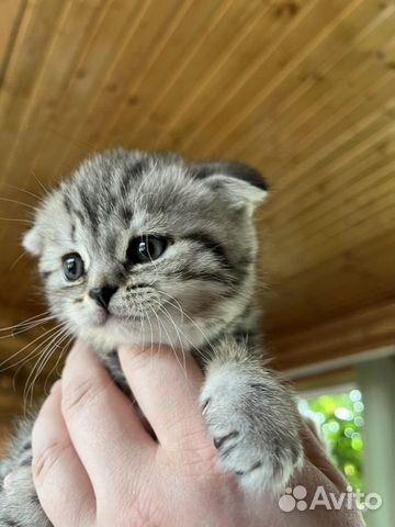 Продам шотландскую вислоухую кошечку
