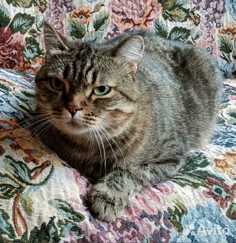 Кошечка Рыся в добрые руки