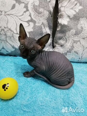 Чёрный канадский сфинкс