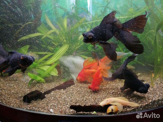 Телескопы Украшениет для аквариума