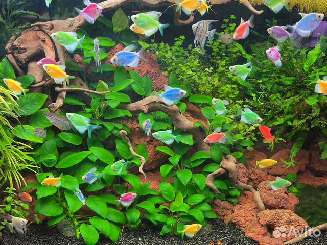 Рыбки для аквариума