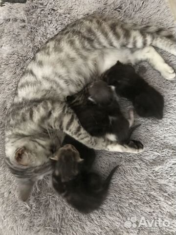 Котята в добрые руки даром