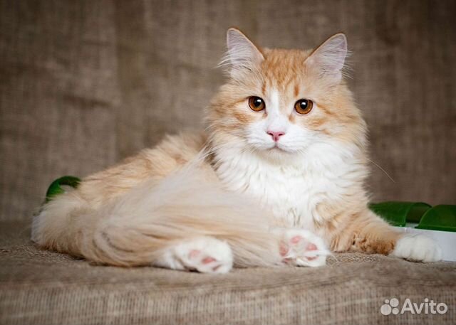 Коты в добрые руки