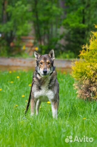 Замечательный пёс Бонни в добрые руки