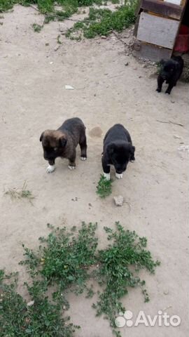 Щенки лабрадора