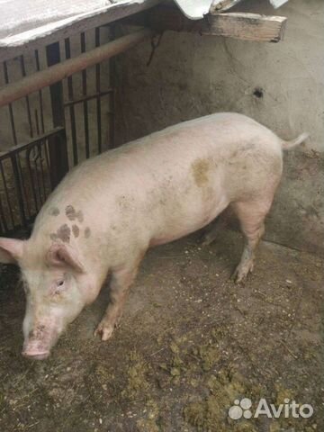 Свинья 2 головы