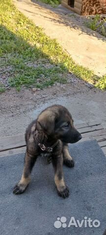 Щенки немецкой овчарки