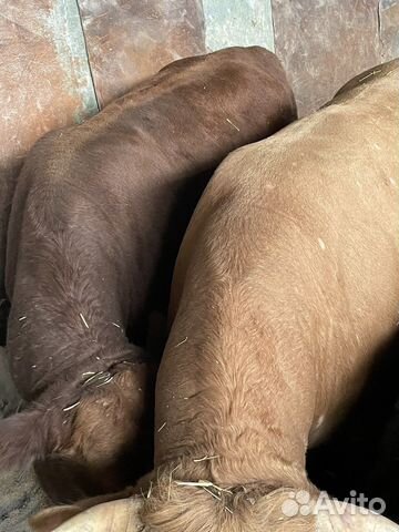 Продажа быков