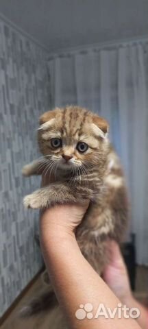 Шотландская веслоухая