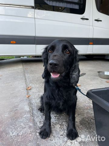 Спаниель в добрые руки