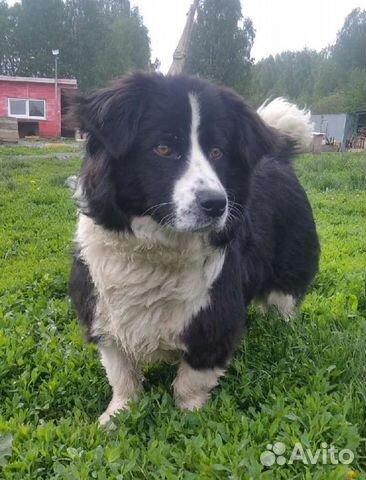 Симпатюля в добрые руки