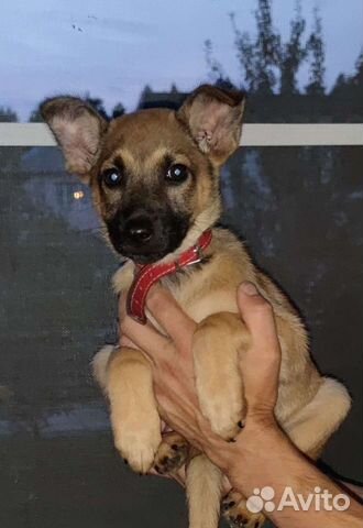 Собака в добрые руки щенок