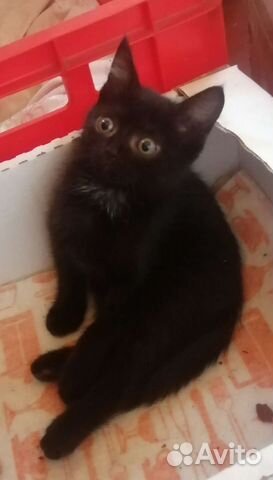 Котенок черненькая девочка 2 месяца с доставкой