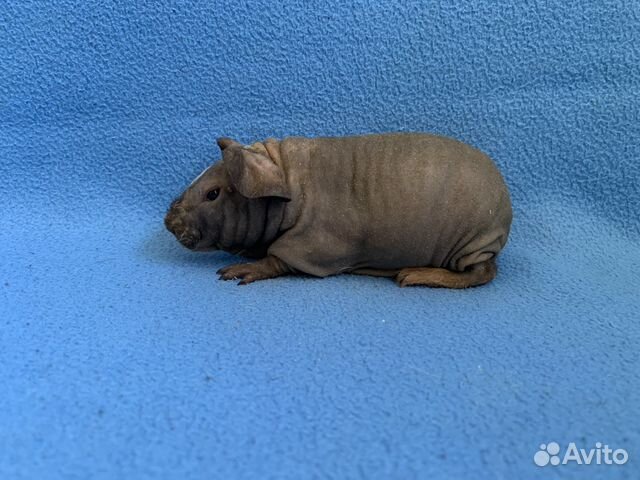 Морская свинка скинни