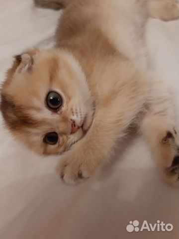 Котенок. Золотая шиншила