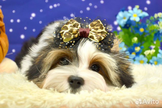 Красивый малыш бивер терьера