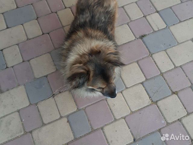 Собака в добрые руки отдам бесплатно