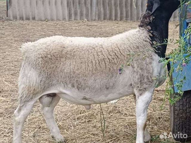 Баранчик дорпер