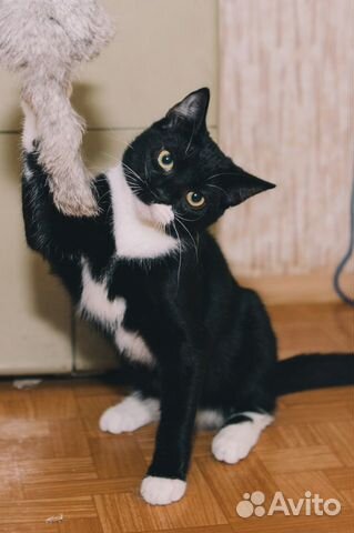 Отдам кота в добрые руки