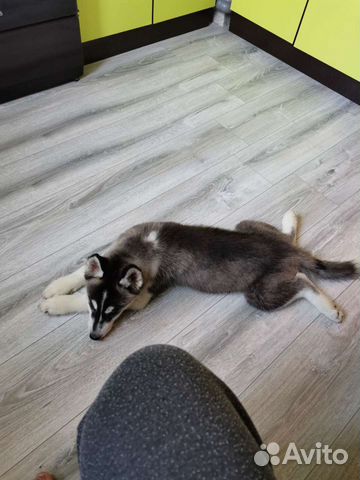 Собаки хаски щенки