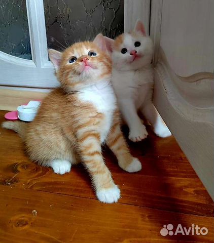 Котята в добрые руки 1 месяц