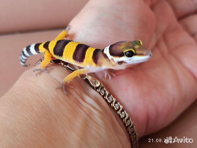 Геккон эублефар