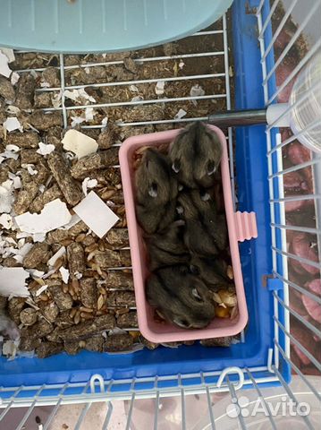 Хомяки джунгарики