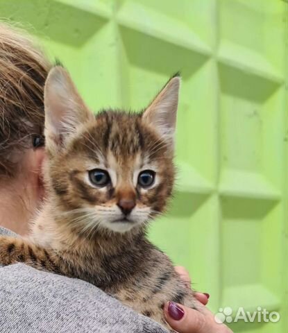 Кошка чаузи ф1