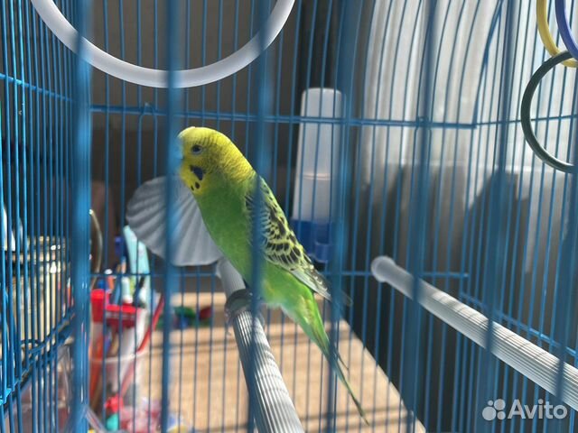 Отдам даром поругая