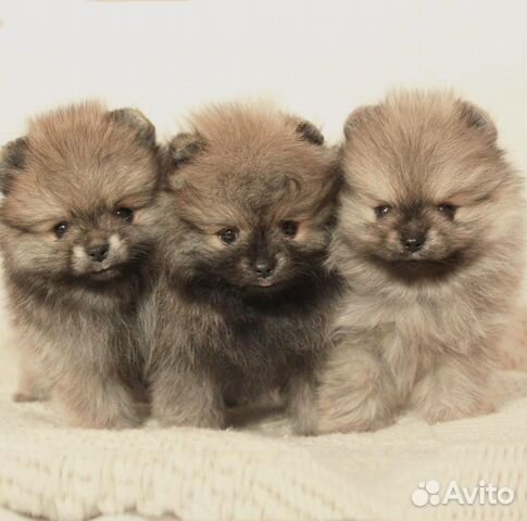 Щенки шпица от заводчика- ветеринара