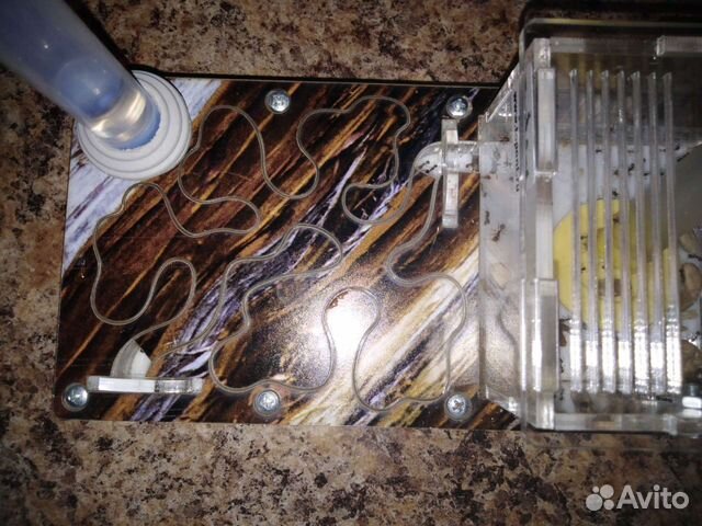 Формикарий с муравьями