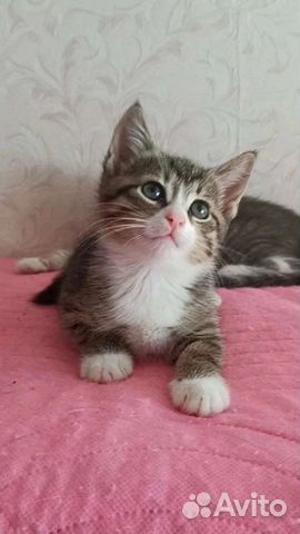 Котёнок по кличке Ариша