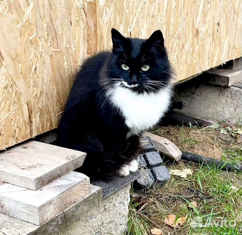 Блэки мечтает о теплом доме