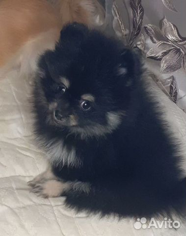 Щенок шпица