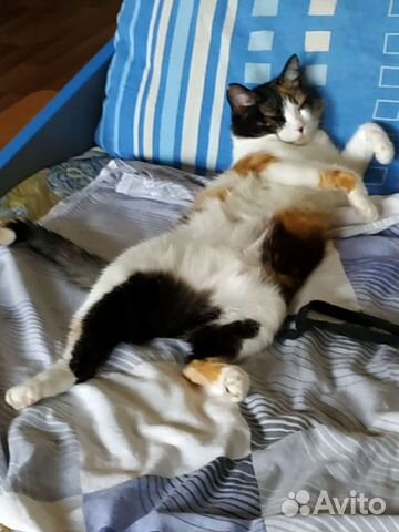Кошка в дар бесплатно