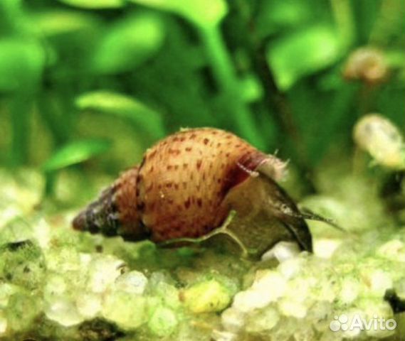 Улитка мелания