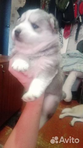 Щенки смесь