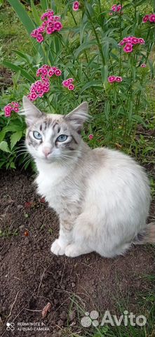 Красивый котик